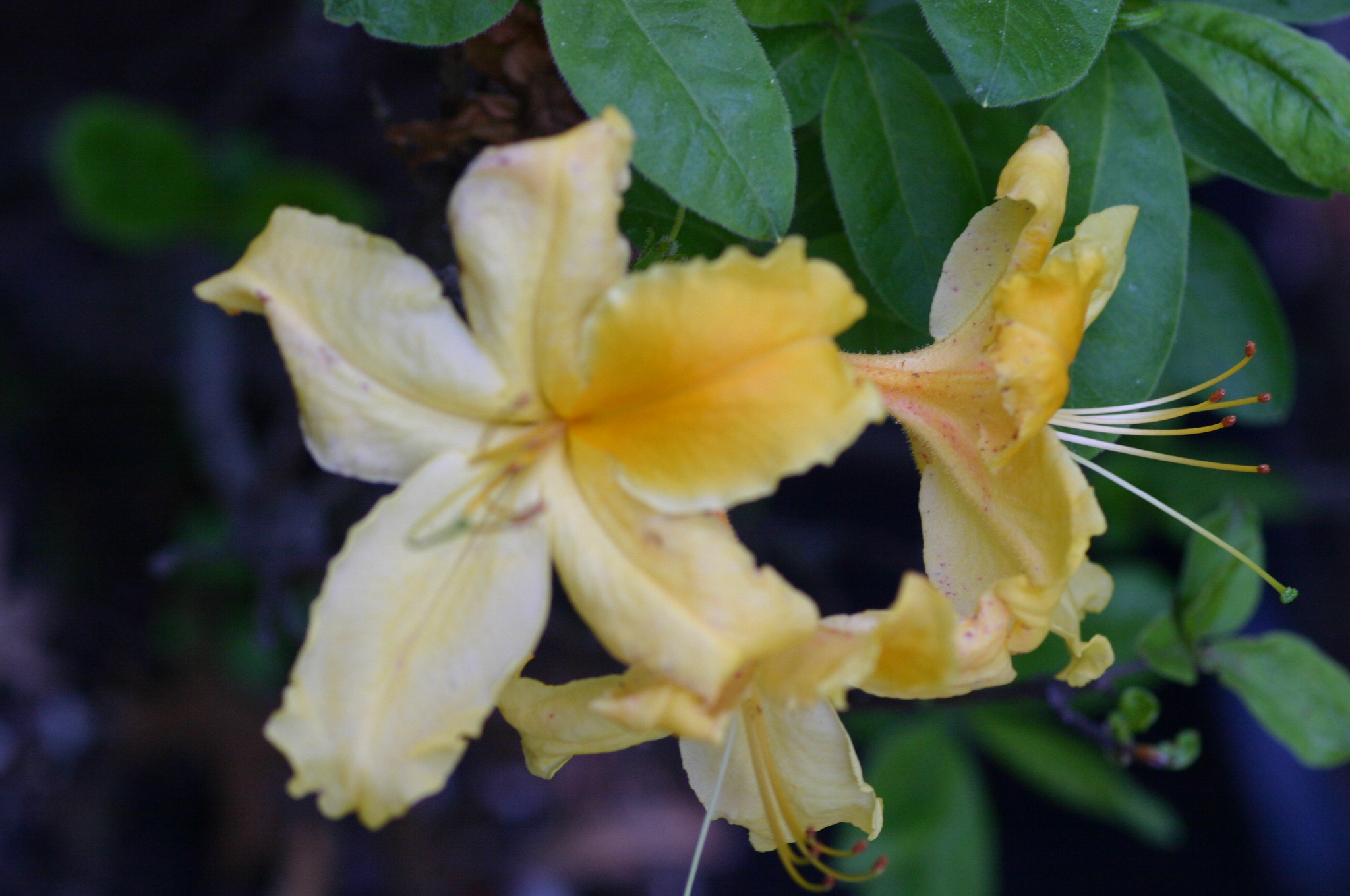 Deciduous Hybrids - Azalea Society of America