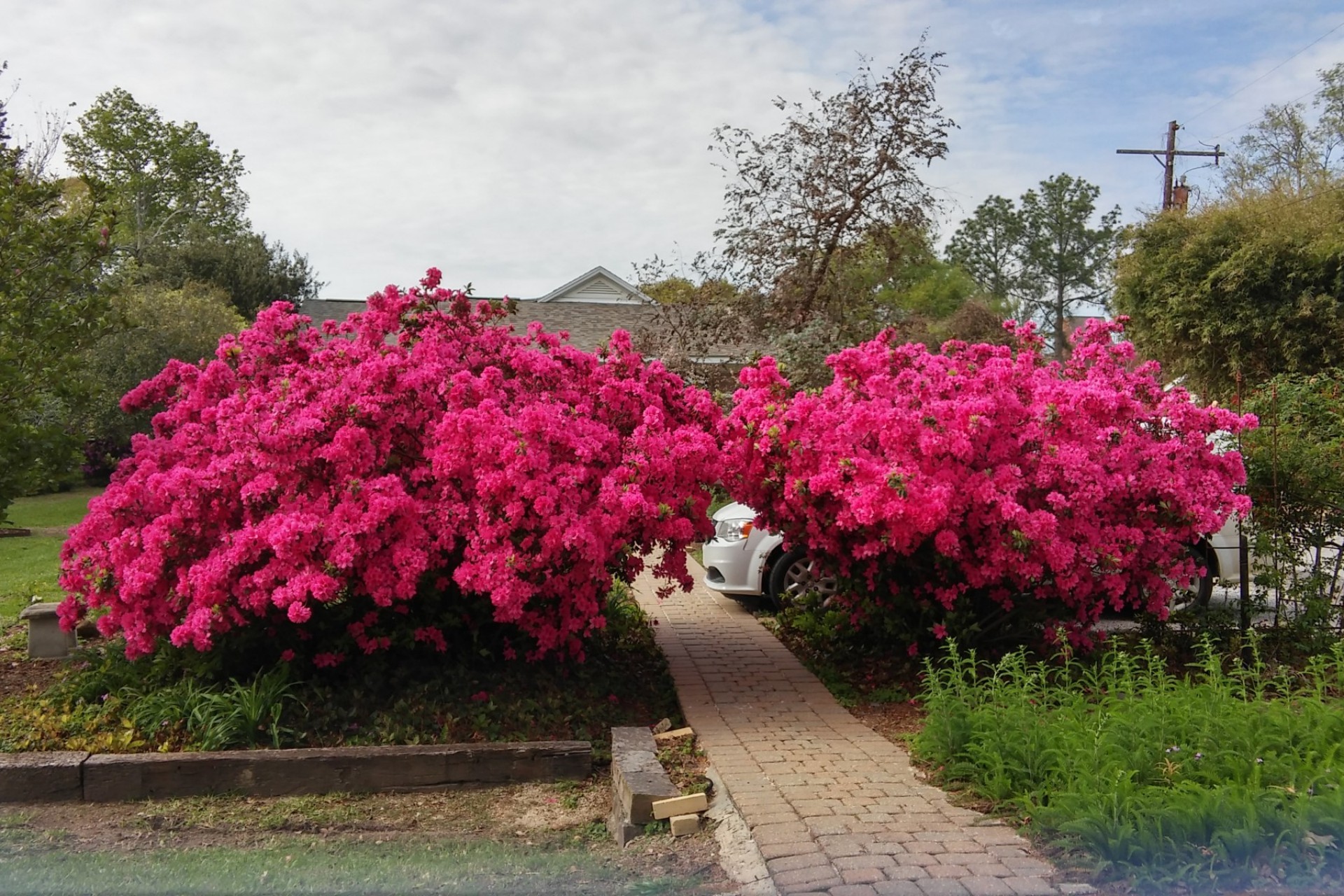 Azalea City Program - Azalea Society of America