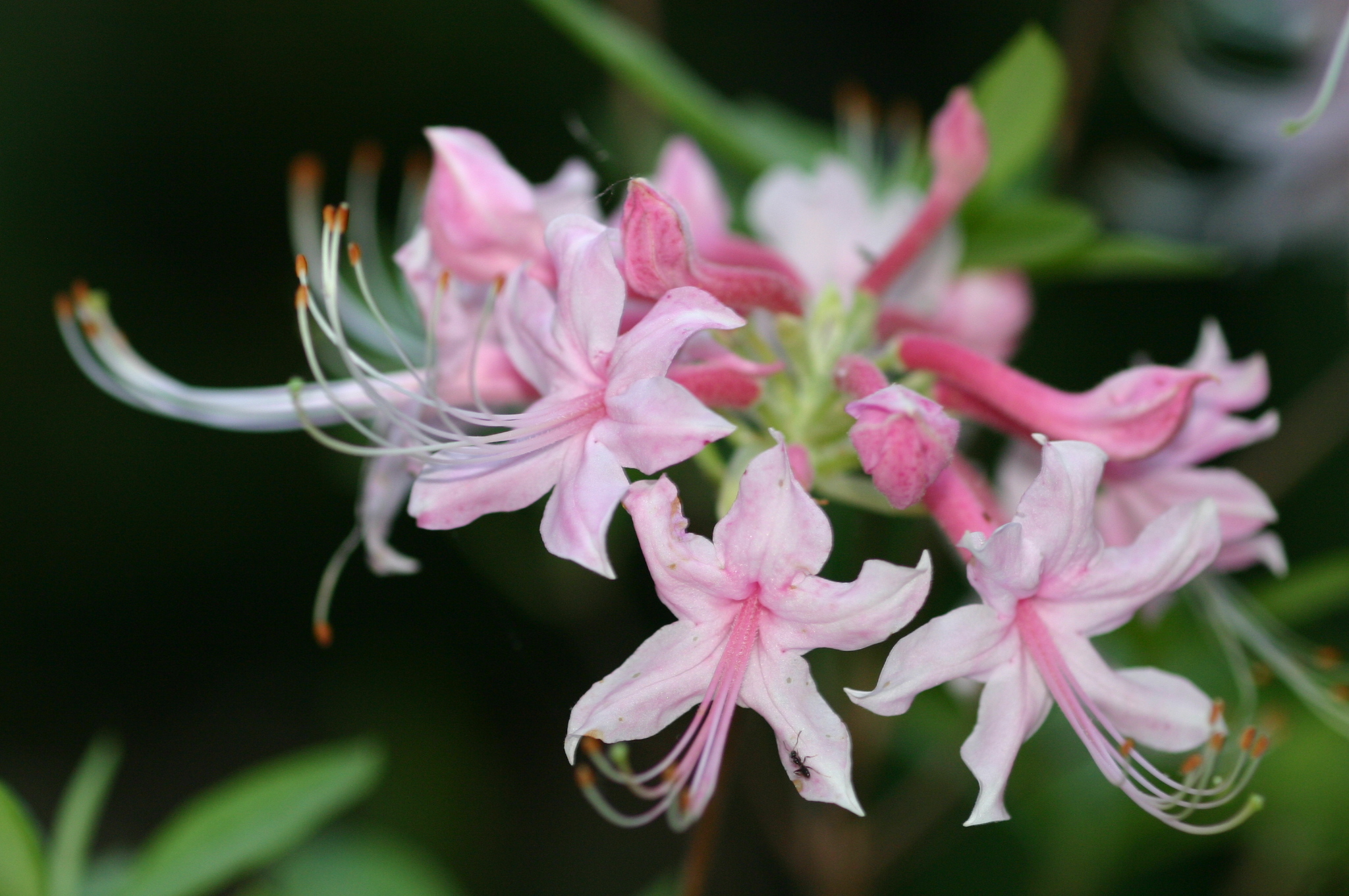 Legacy Project Overview - Azalea Society of America