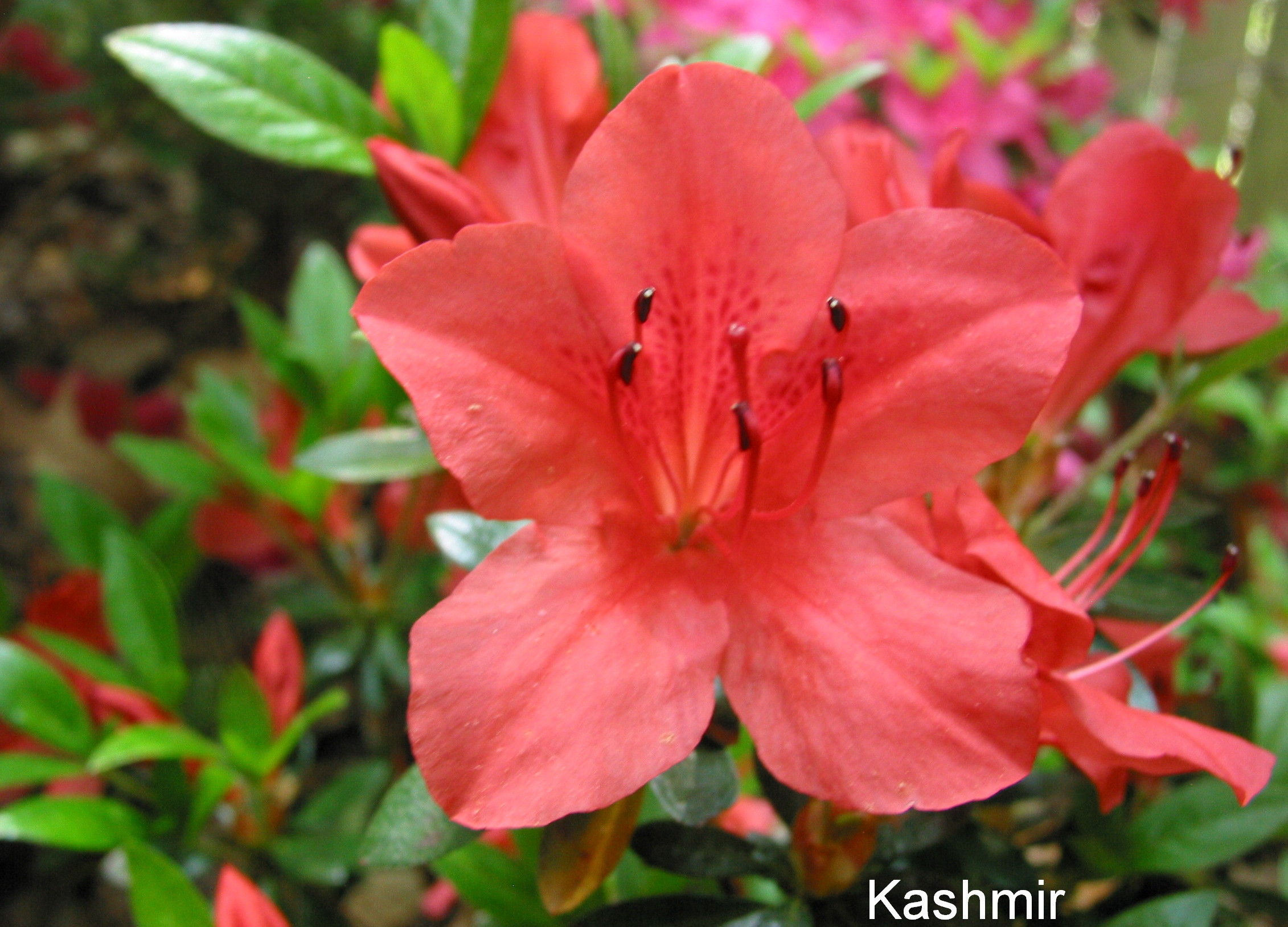 Convention Sale Plants - Azalea Society of America