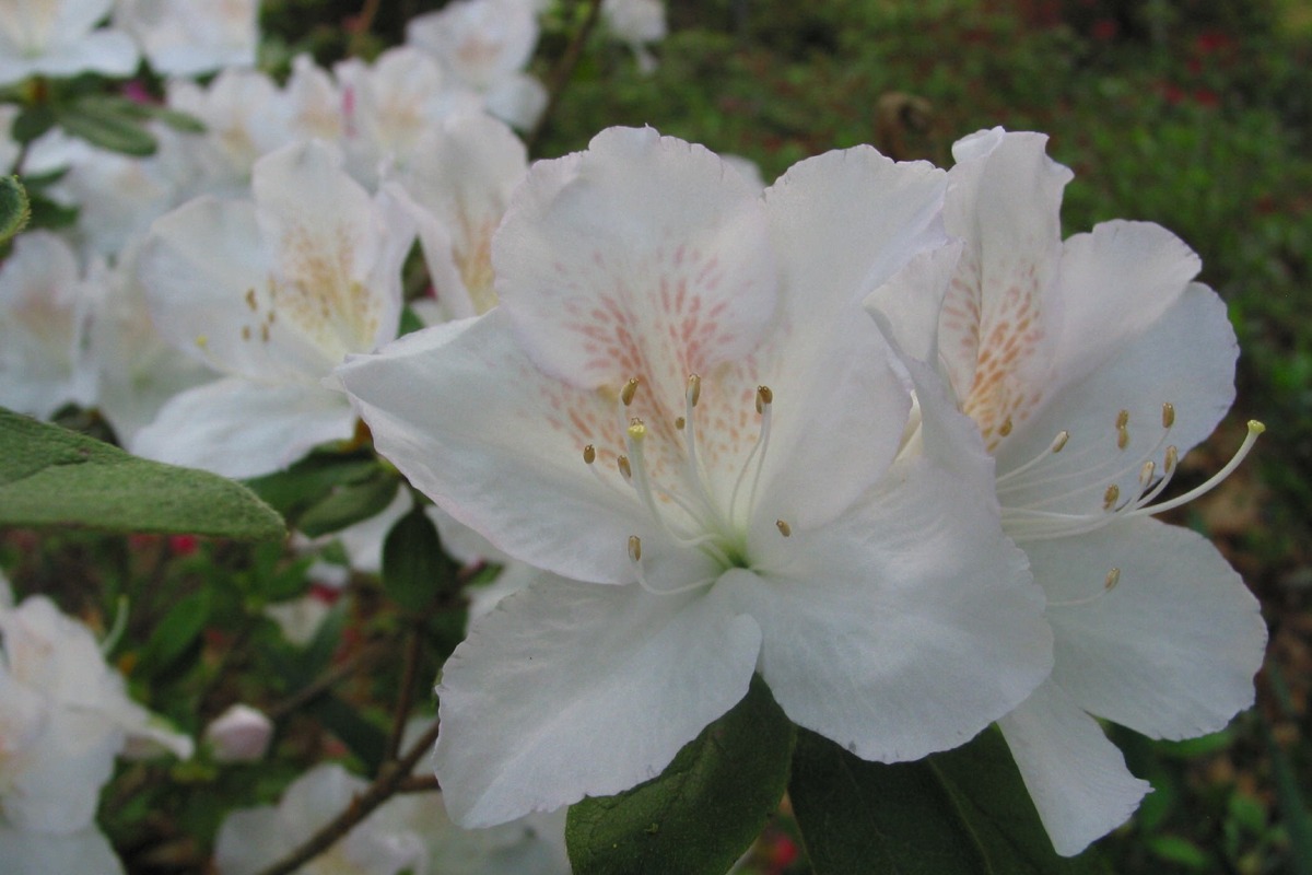 View Azalea - Azalea Society of America