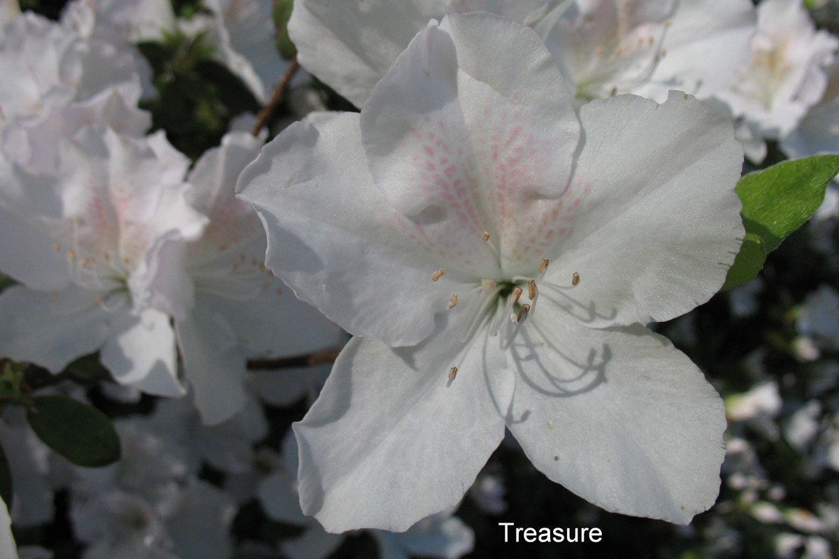 View Azalea - Azalea Society of America