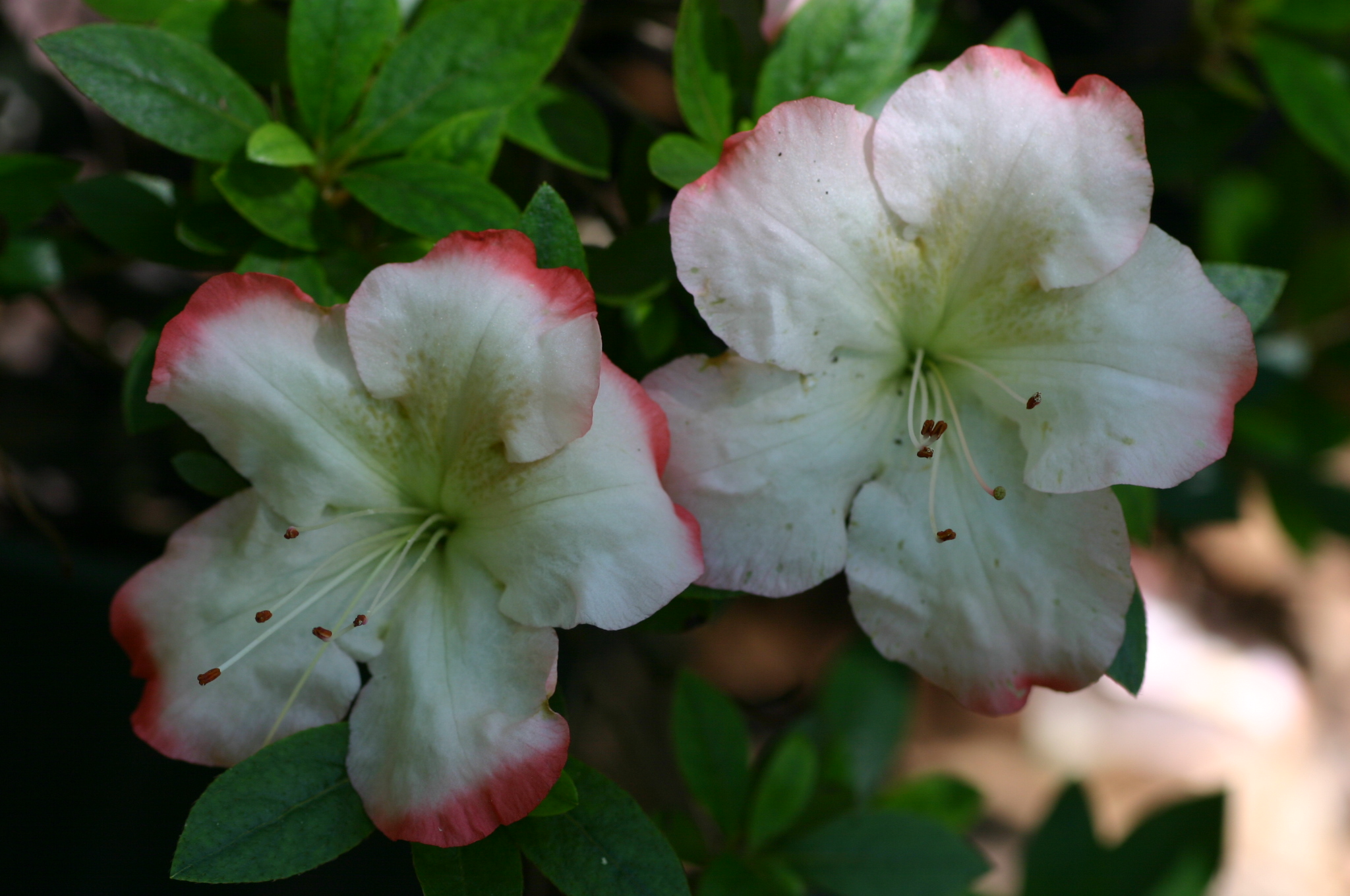 Convention Sale Plants - Azalea Society of America