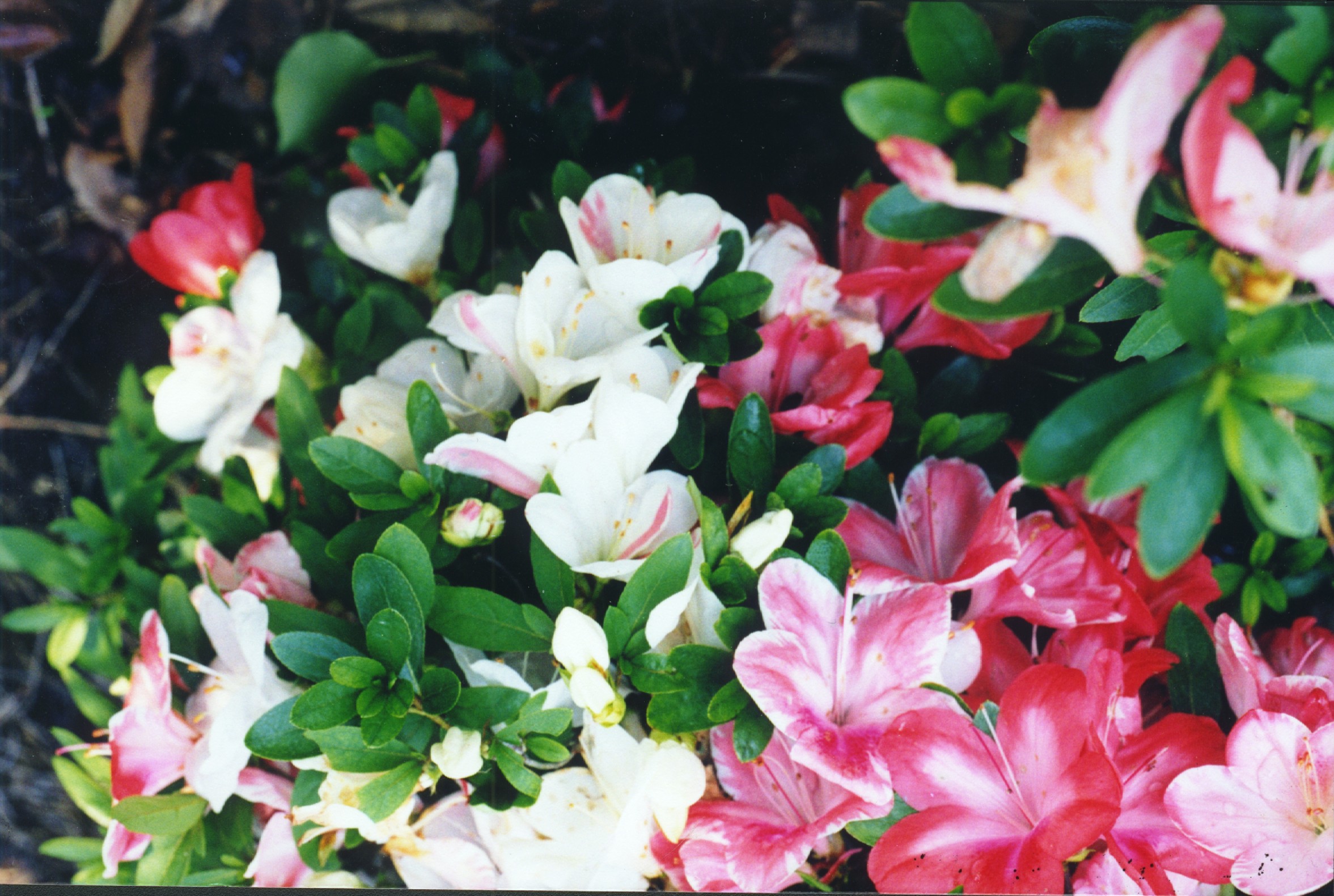 Convention Sale Plants - Azalea Society of America