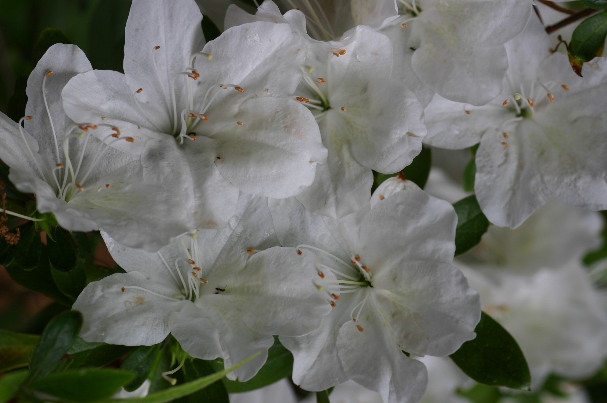 View Azalea - Azalea Society of America