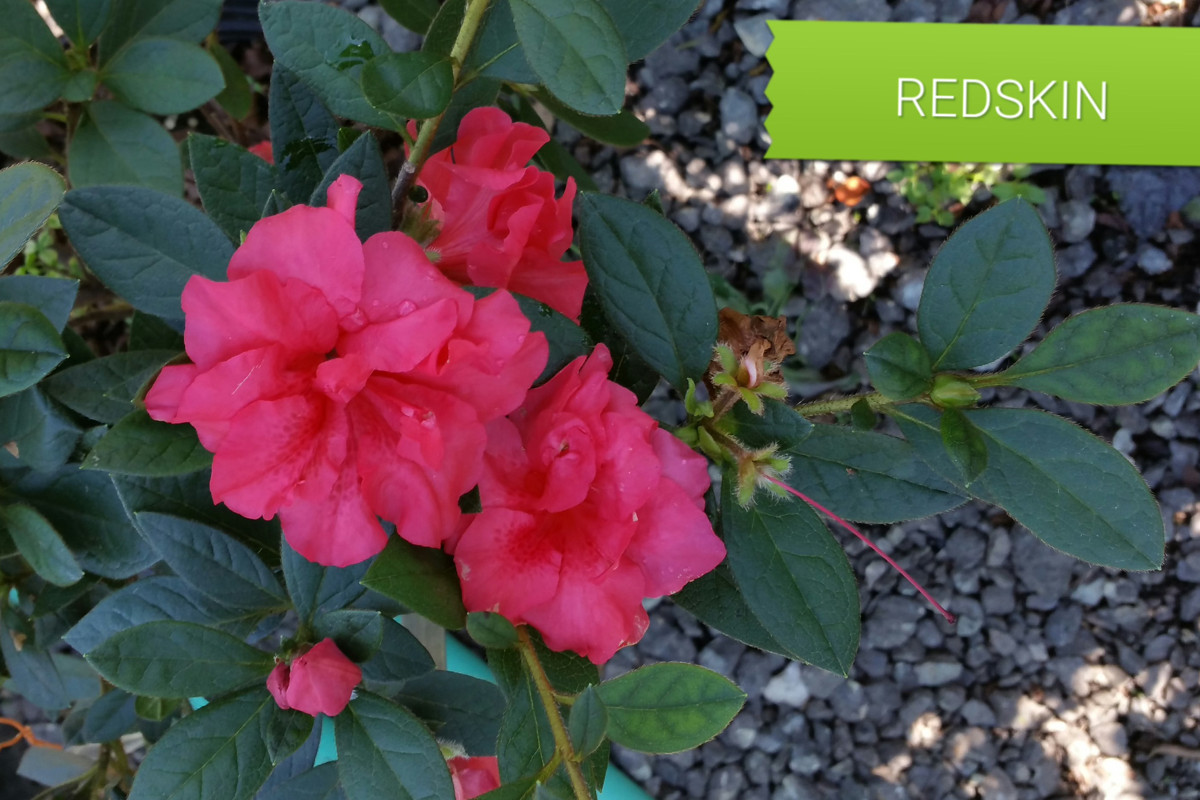 View Azalea - Azalea Society of America