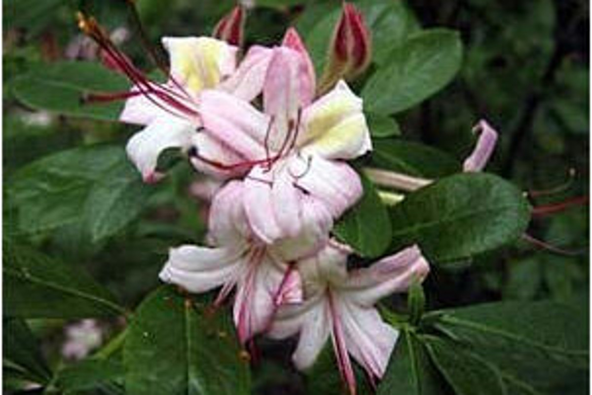 View Azalea - Azalea Society of America