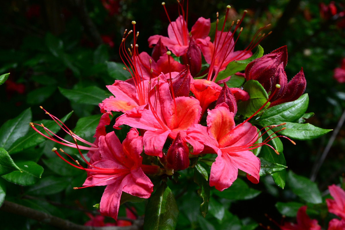 View Azalea - Azalea Society of America