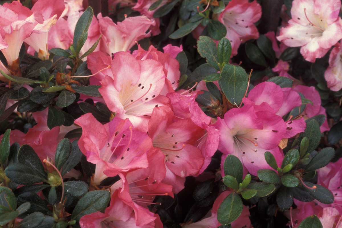 View Azalea - Azalea Society of America