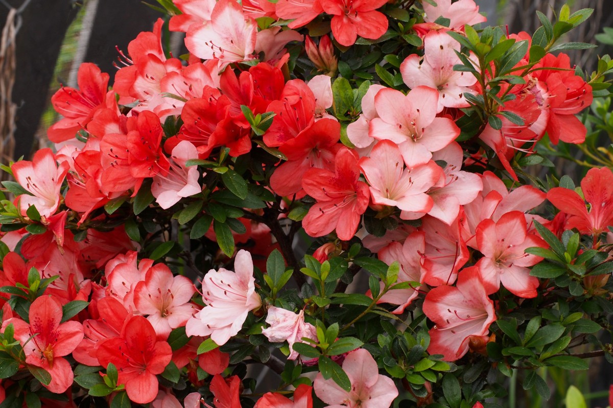 View Azalea - Azalea Society of America