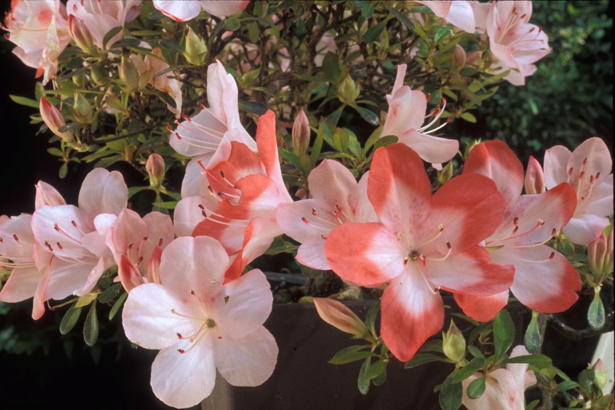 View Azalea - Azalea Society of America