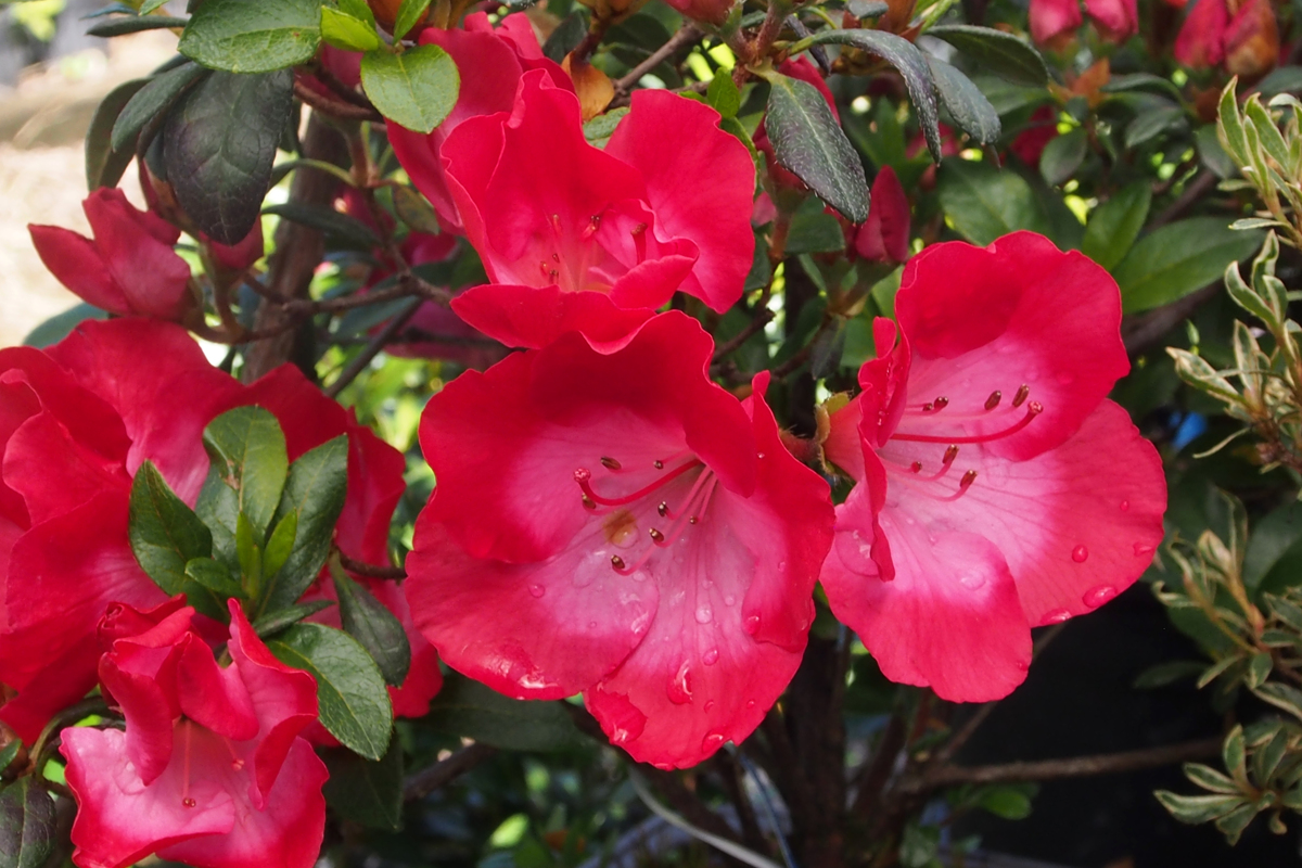 View Azalea - Azalea Society of America