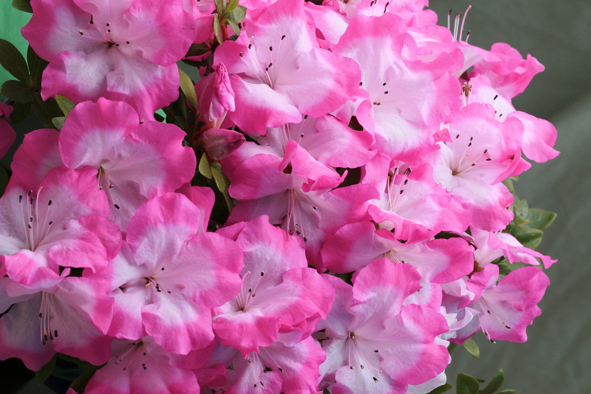 View Azalea - Azalea Society of America