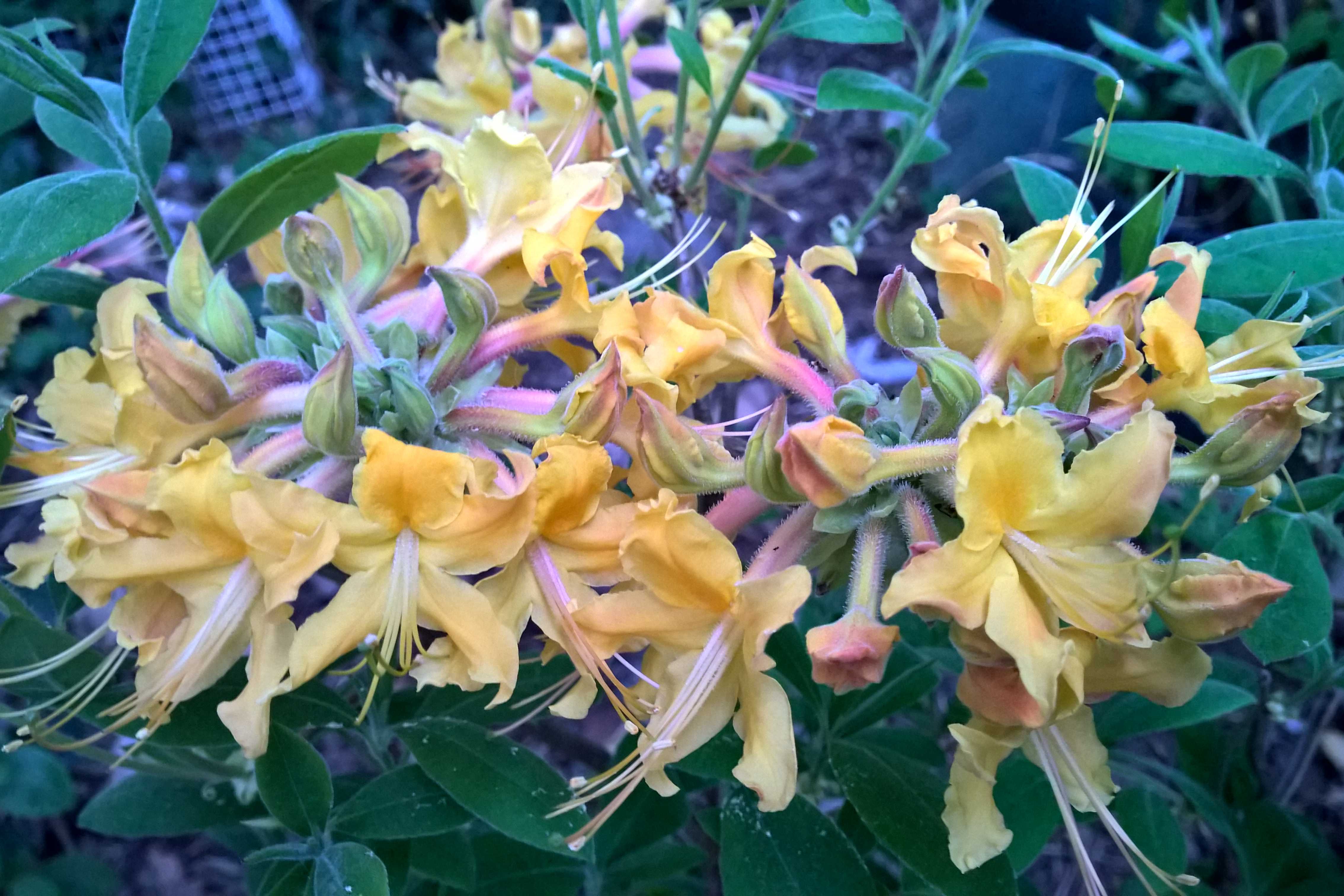 Legacy Project Overview - Azalea Society of America